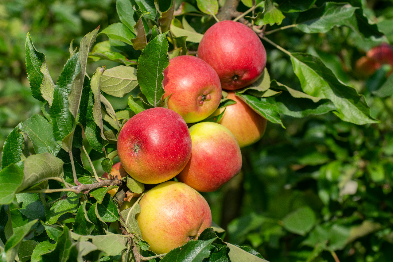 Book of herbs: Apple tree - Herbapol Wrocław