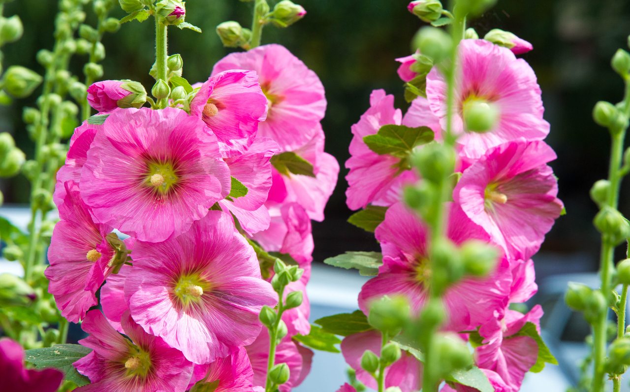 Księga ziół: Malwa - Herbapol Wrocław